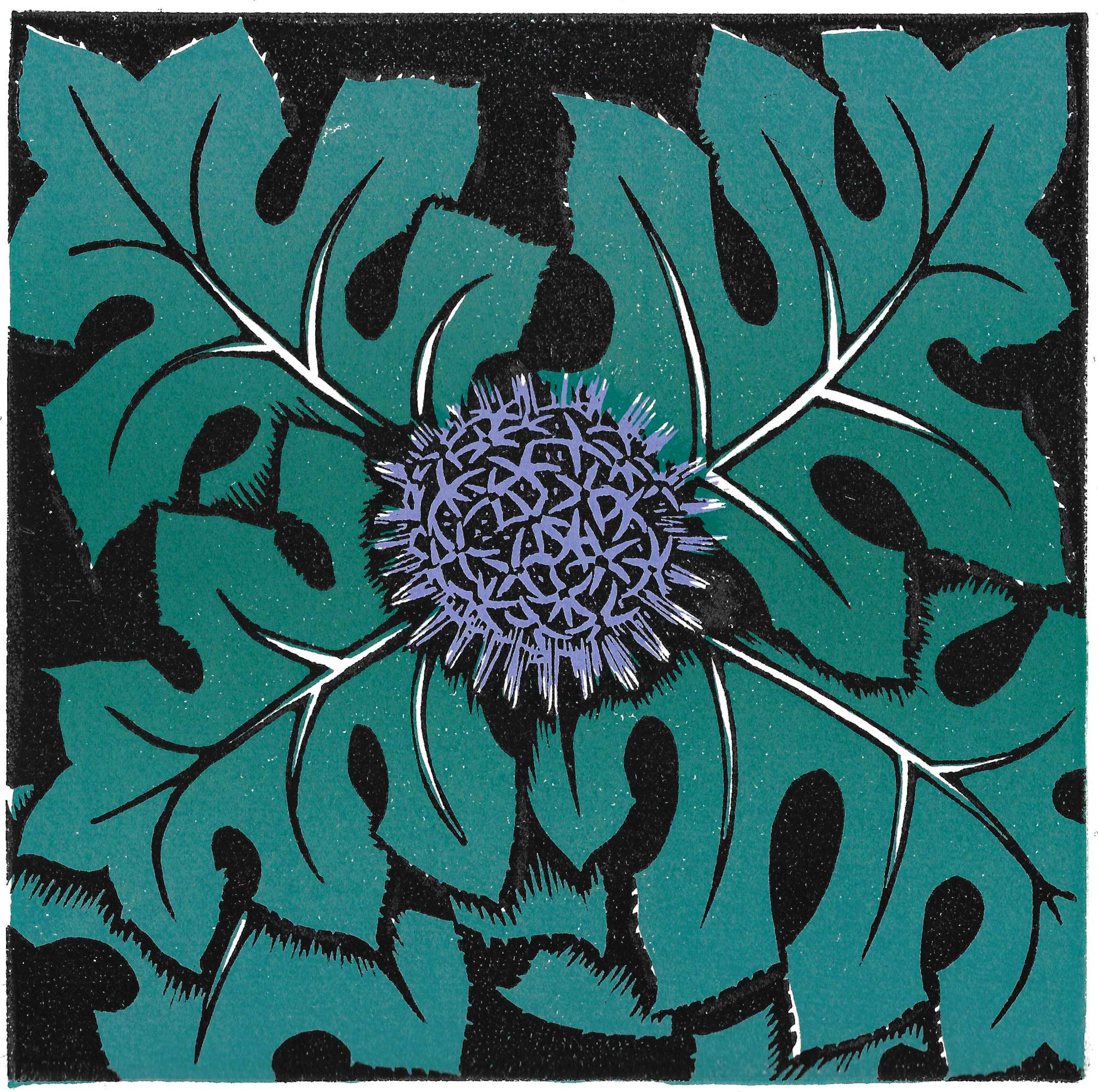 Echinops – Eddie Curtis